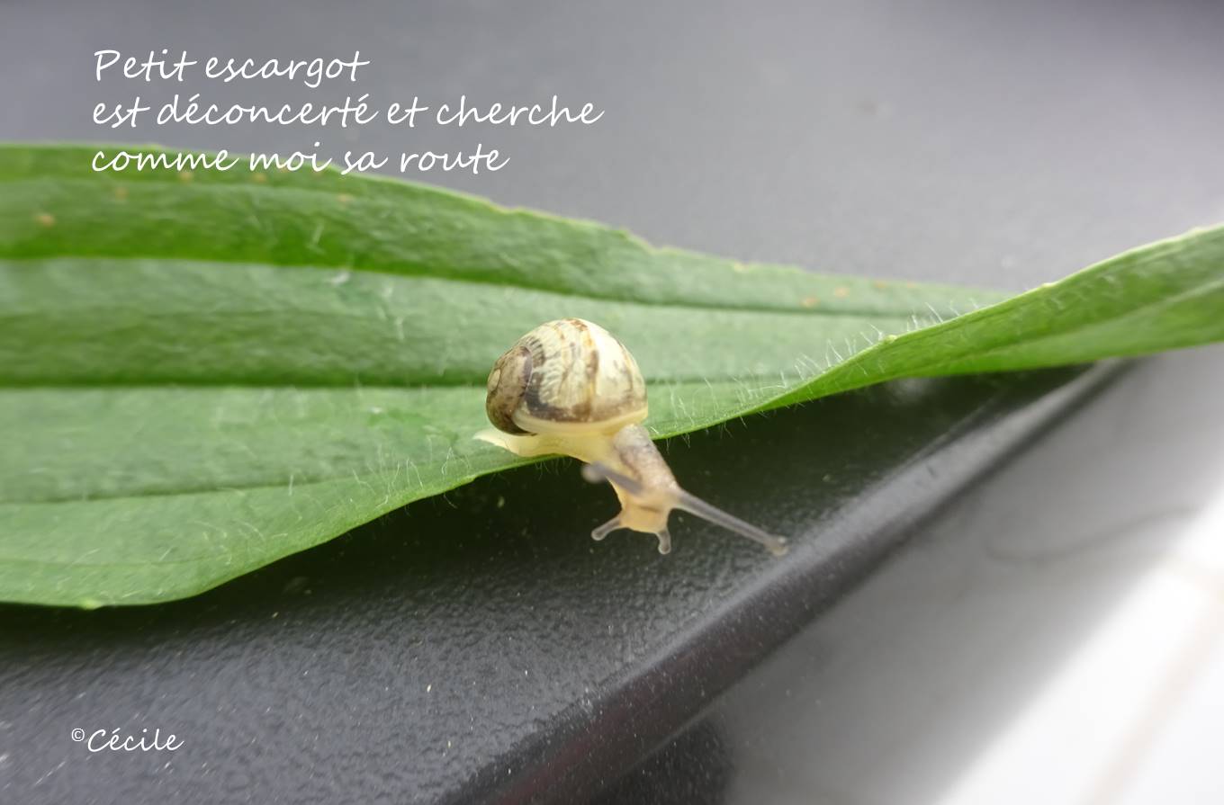 Petit escargot – Jalon Bleu