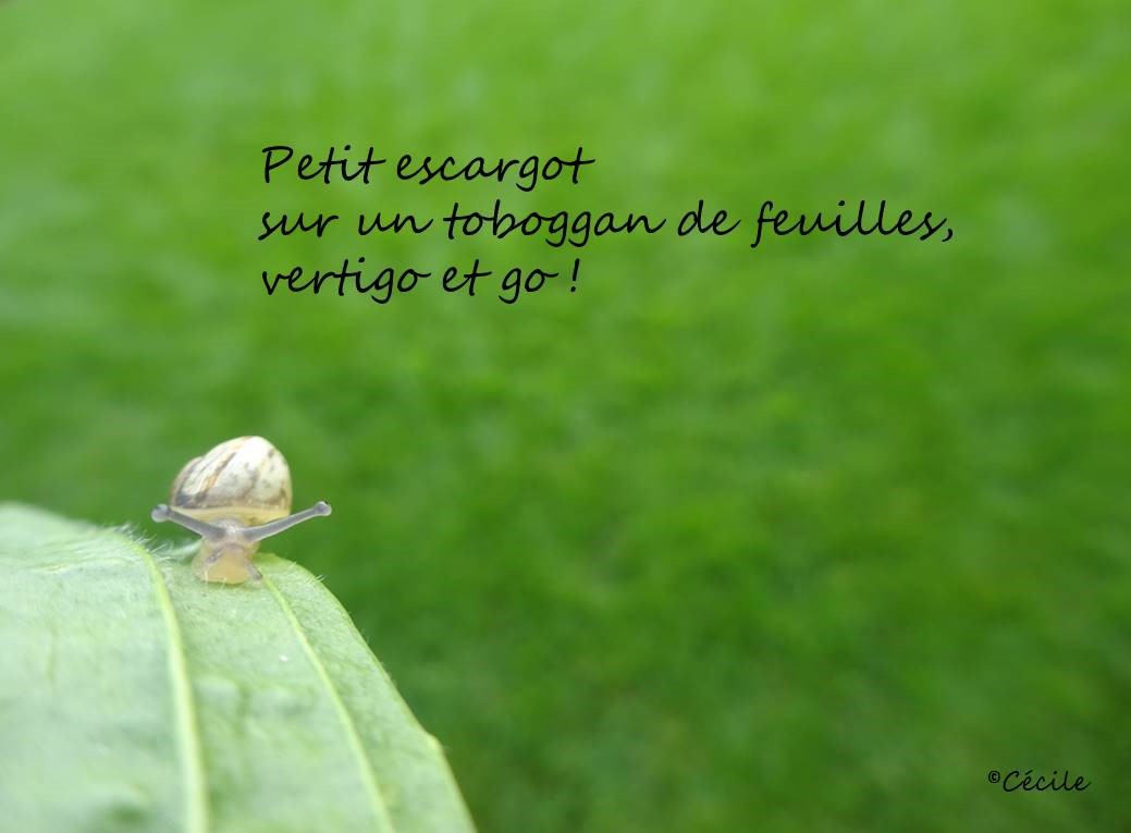 Petit escargot – Jalon Bleu
